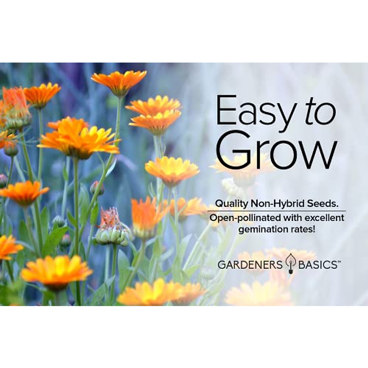 Calendula Seeds for Planting (Pacific Beauty Mix) - Annual Flower Seeds Great for Cut Flower Gardens, Herbal Tea and for Medicinal Purposes, Open Pollinated Flower Seed by Gardeners Basics