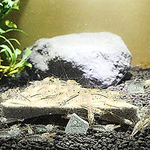 SunGrow Shrimp Rocks, for Crayfish, Hermit Crab, Snails, Crystal Red, Amano and Ghost Shrimps, 2 Ounce