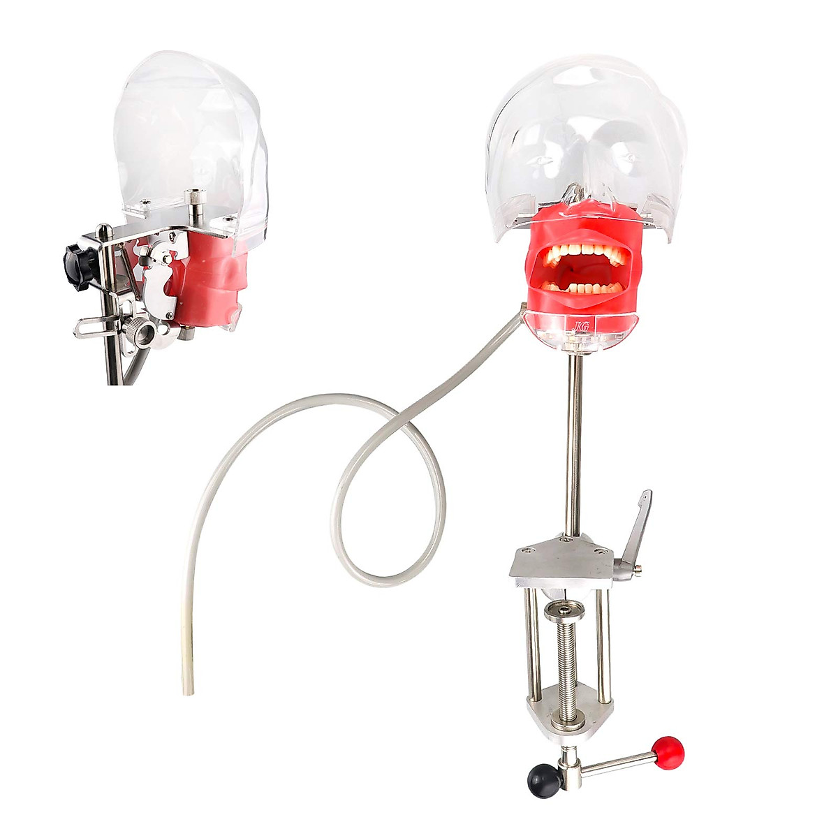 Teaching Head Model Plastic Educational Teeth Model Manikin Phantom Head Models Fix on Table