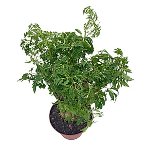 BubbleBlooms Aralia Ming Stump Plant, Polyscias fruticosa in a 4 inch Pot Live Evergreen Shrub Tree-Like Bonsai