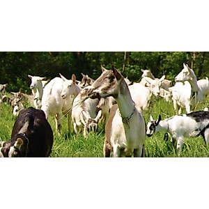 GOAT GHEE A2/A2 BY GOLD NUGGET GHEE, FULL-YEAR/PASTURE-RAISED, GRASS-FED, KETO & PALEO 8oz