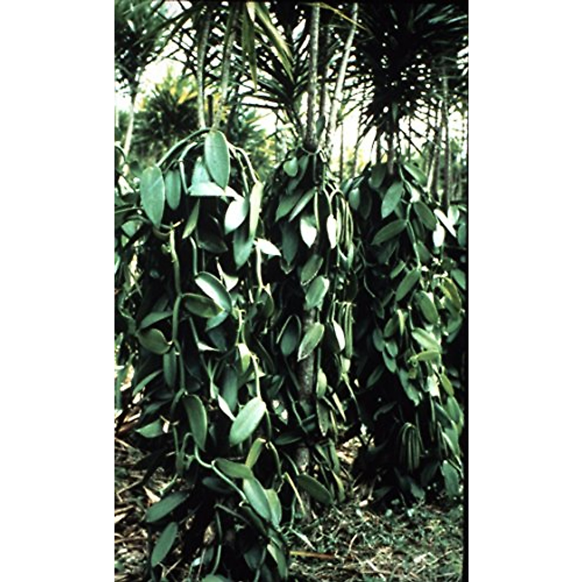 Bakto Flavors 8 oz. Madagascar Pure Vanilla Extract. 3 Bottles.