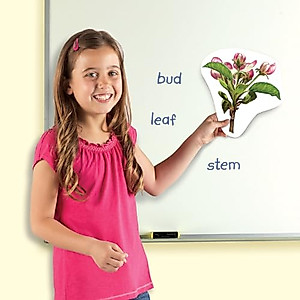 Learning Resources Giant Magnetic Plant Life Cycle - 12 Pieces, Science Exploration Activities for Kids, Homeschool and Classroom Science Supplies
