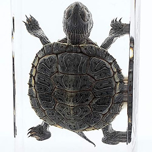 Cherish XT Real Marine Animal Trachemys scripta elegans Tortoise Specimen Paperweight Animal Science Classroom Specimen for Science Education
