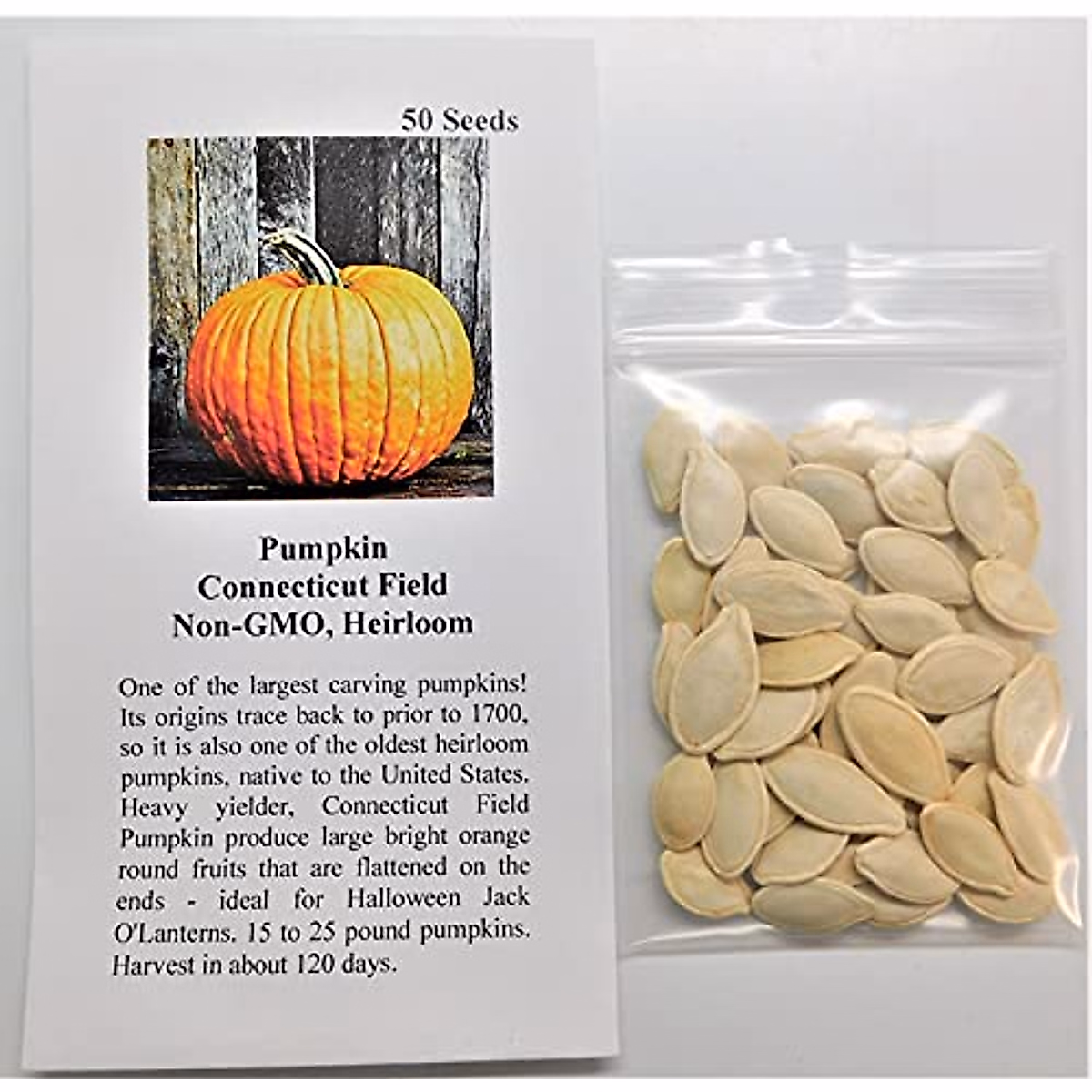David's Garden Seeds Pumpkin Connecticut Field 8567 (Orange) 50 Non-GMO, Heirloom Seeds