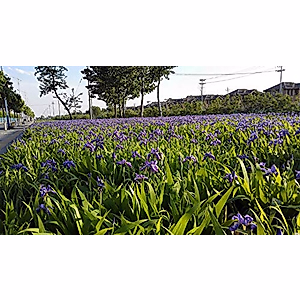 20+ Wild Purple Iris Flower Seeds Perennial Fragrant Plant Bonsai Home Garden