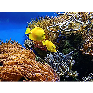 Rite-Size C Filter Penguin Replacement Cartridge 6-Pack Fits Power Filter 170, 200, 275, 330, 350 and 375 Bundled with PetWealth Aquarium Maintenance Chart