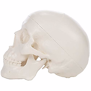 Axis Scientific Miniature Human Skull Model, 3.5" Tall 3-Part Anatomical Mini Human Skull Model with Removable Skull Cap and Moving Jaw, Realistic Skull Anatomy Model, Includes Detailed Product Manual