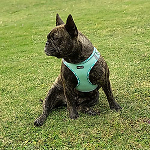 AMTOR Dog Harness with Leash Set,No Pull Adjustable Reflective Step-in Puppy Harness with Padded Vest for Extra-Small/Small Medium Large Dogs and Cats(Green,S)