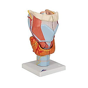 3B Scientific G21 Larynx 2x life size 7-part - 3B Smart Anatomy