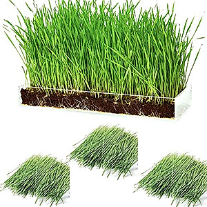 Organic Wheatgrass Growing Kit with Style x 3 – Plant an Amazing Wheat Grass Home Garden, Juice Healthy Shots, Great for Pets, Cats, Dogs. Complete with Stunning Tray and Accessories. (3-Pack)