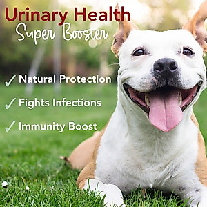 iHeartDogs Extra Strength Urinary, Bladder, & Kidney Support for Dogs – Cranberry, D-Mannose & Echinacea Helps Frequent UTIs, Strengthens Weak & Incontinent Bladder