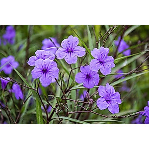 6 Purple Mexican Petunia Plants - Ruellia Brittoniana Perennial Well Rooted Plants Shrub Garden
