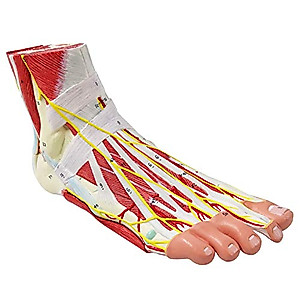 Generies Natural Large Foot Anatomical Model 9 Parts with 81 Digital Signs and Corresponding Text Descriptions,Icluding Bones, Muscles, Ligaments, Nerves, and Blood Vessels of The Human Foot