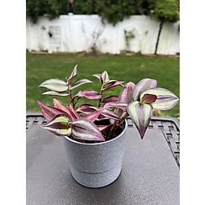 Dark Desire Wandering Jew Purple Live Plant - Unique Houseplants for Easy Indoor Gardens & Home Decor Gifts - Potted Tiny Houseplants 4" inch Grey Pot Included