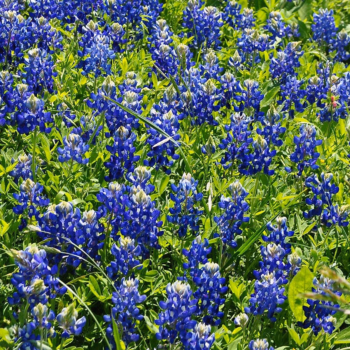 Texas Bluebonnet Seeds - 1 Pound - Blue Flower Seeds, Heirloom Seed Attracts Bees, Attracts Butterflies, Attracts Hummingbirds, Attracts Pollinators, Easy to Grow & Maintain, Fragrant, Container