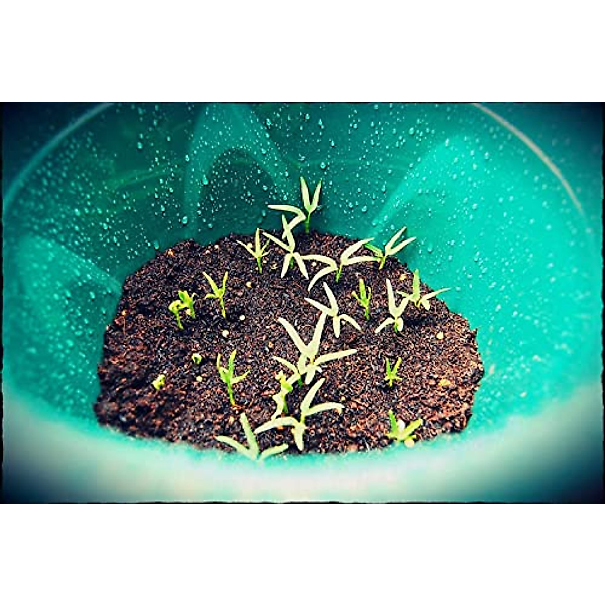 2000+ Seeds Kangkong Seeds - Rau Muong, Ong Choy, Brown - Chinese Spinach - Cong Xin CAI Seeds, kangkung Seeds for Planting