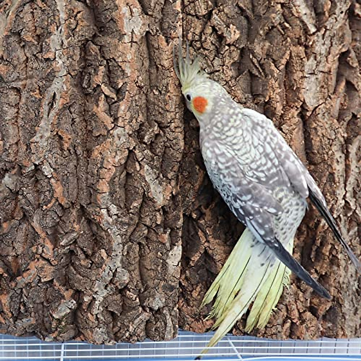 2 Pcs 12x8 Inches 100% Natural Cork Perch, Bird Cork Seat Boards, Birdcage Bark Decor Accessories, Natural Cork Bark Backdrop, Cork Bark Toy for Bird Budgie Parrot Cockatiel Hamster Guinea Pig Rat