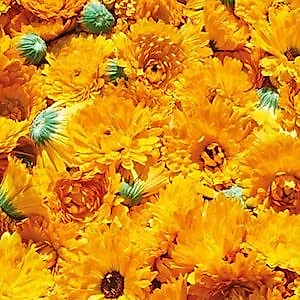 Shwally Primal Baby Bootie and Nipple Balm, The West Coast Original, 100% Grass Fed Tallow, Calendula Flowers and Protective Beeswax, Pregnancy and Nursing Safe, Unscented, for All Skin Types