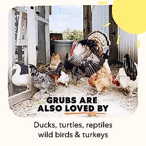 Grubblies Dried Black Soldier Fly Larvae - Healthier Chicken Treats Than Mealworms for Chickens - Chicken Feed Supplement with 50x Calcium, Natural Grubs for Chickens, Hens, Ducks - 5 LB