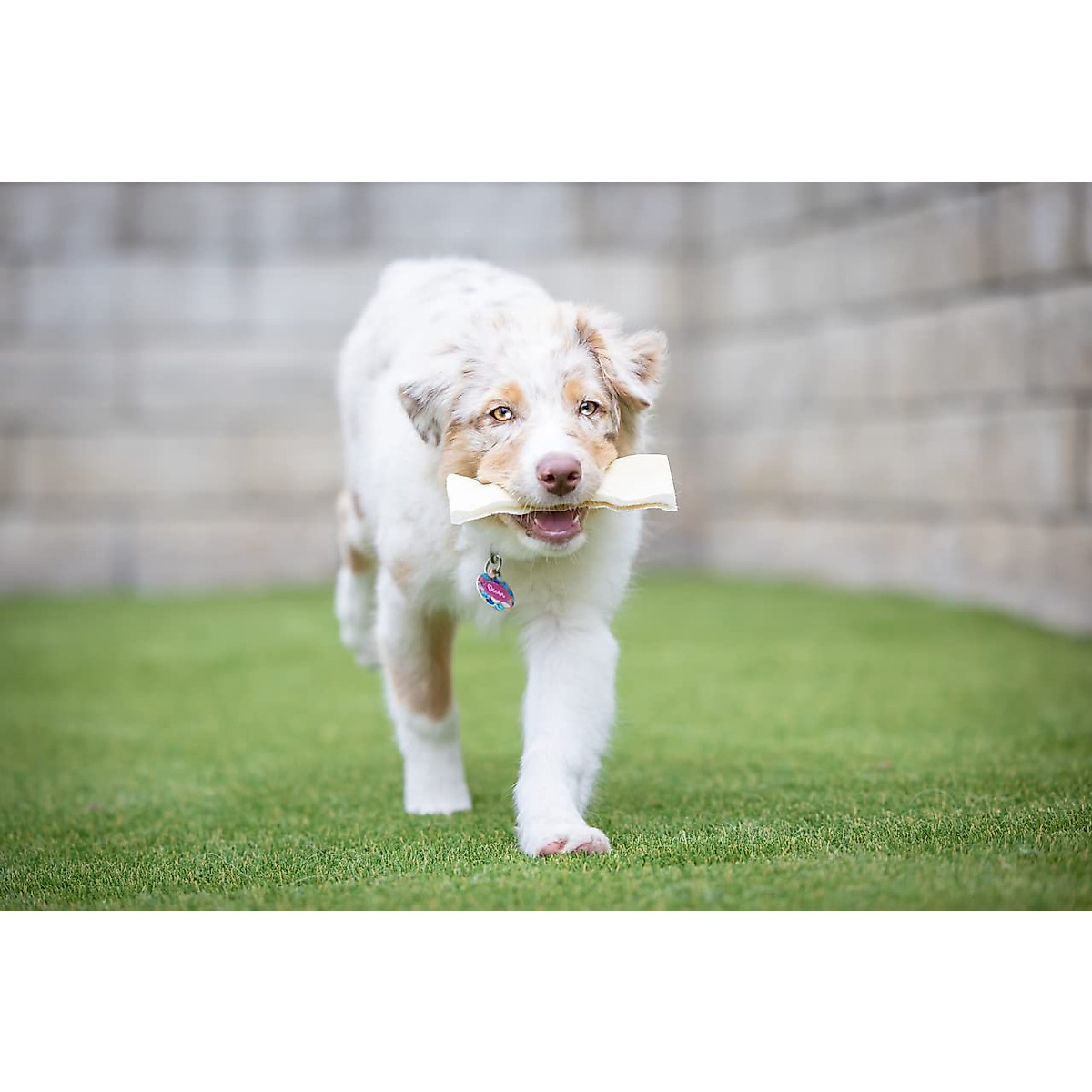 Barking Buddha Beef Cheek Chips | Extra Thick 2"-4" All Natural Rawhide Alternative No Hide Premium Dog Chew Strips | Natural Beef | 1LB Bag