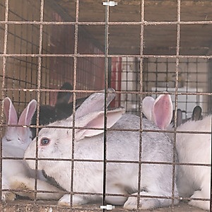 Kathfly 8 Pcs Clear Cage Edge Liner 14" x 4.5" Guinea Pig Urine Guard Side Lining Sheet Cage Guard Accessories with Holes Zip Ties for Chinchilla Ferret Hamster Rat Bird and Other Small Animal