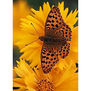 Garden State Parkway Wildflower Seeds - Annuals - Attracts Birds and Butterflies