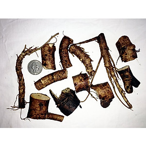 Russian Comfrey Bocking-14 Cultivar, 12 Cuttings for Growing Your Own Medicinal Salve, Compost Tea & Animal Fodder