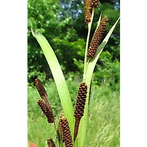 Pinecone Cattail Seeds for Planting (50 Seeds) - Carex shortiana - Shorts Sedge Aquatic Plant
