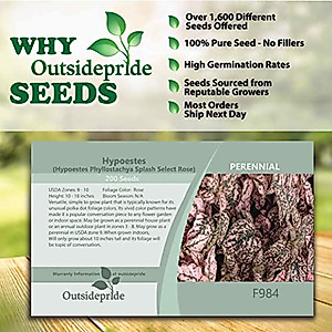 Outsidepride Hypoestes Splash Rose Polka Dot Container or Bedding Plant for Shade Gardens - 200 Seeds