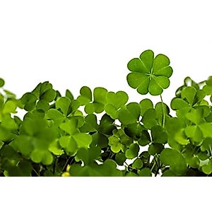 ATVADA Four Leaf Clover Seeds 300 Pcs Ground Dwarf Cover Garden Subterranean Micro Clover Seeds for Lawn