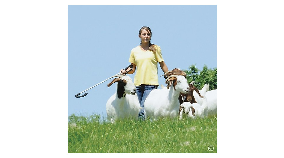Premier Kiwi Crook 53" Sheep & Goat Catching Crook | Durable & Versatile