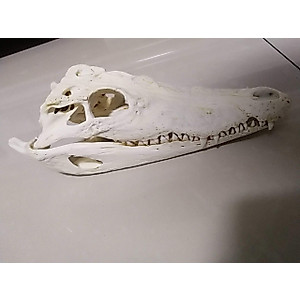 Farming method, real crocodile skull specimen, Feng Shui ornaments, real crocodile, home improvement, office furniture, office decoration