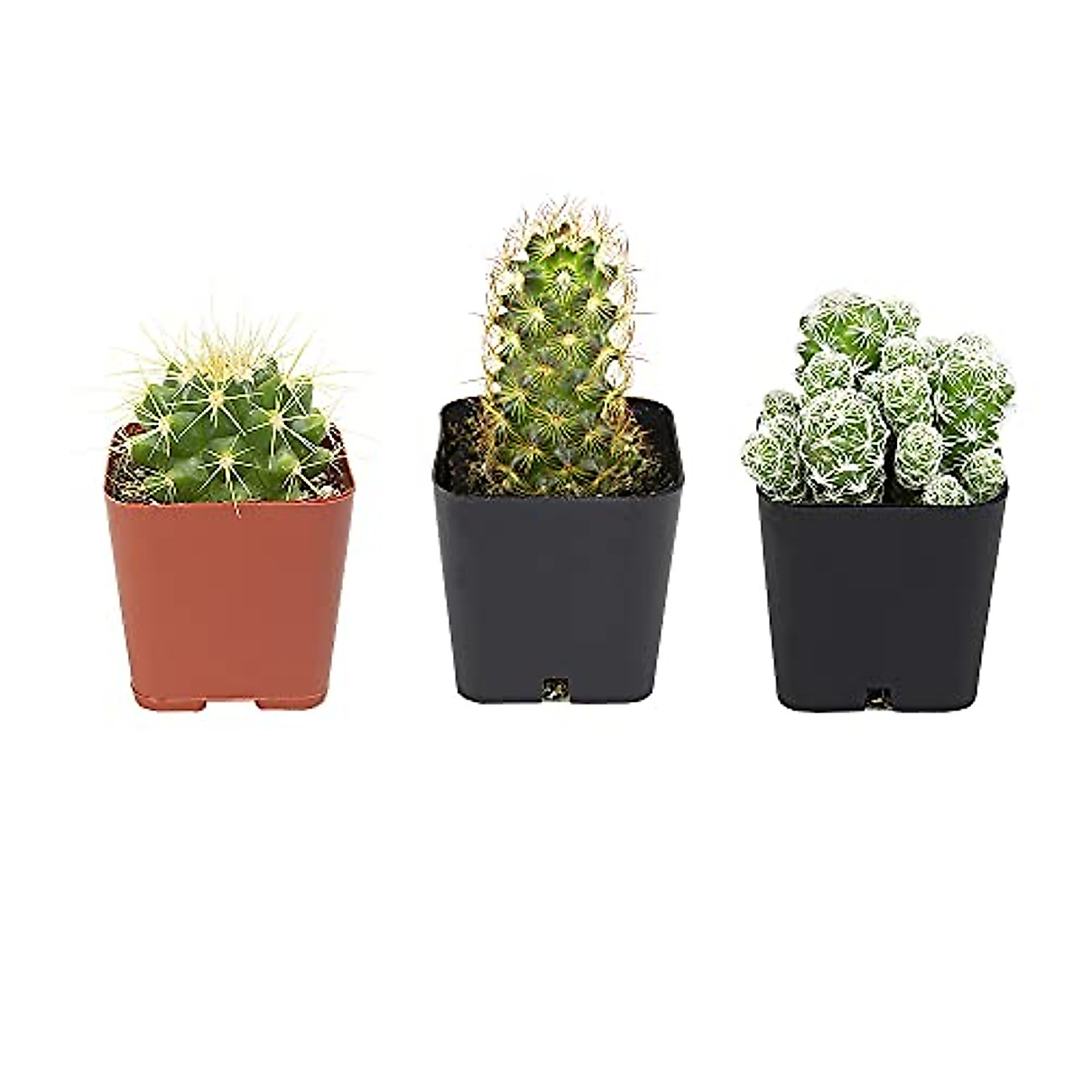 Cactus Plants (Mix of 3), Mammillaria Cactus Plants Live in Cactus Soil, Opuntia Cactus Live Plants, Cacti Plants Live, Cactus Décor Succulents, Cacti Décor Drought Tolerant Plants by Plants for Pets