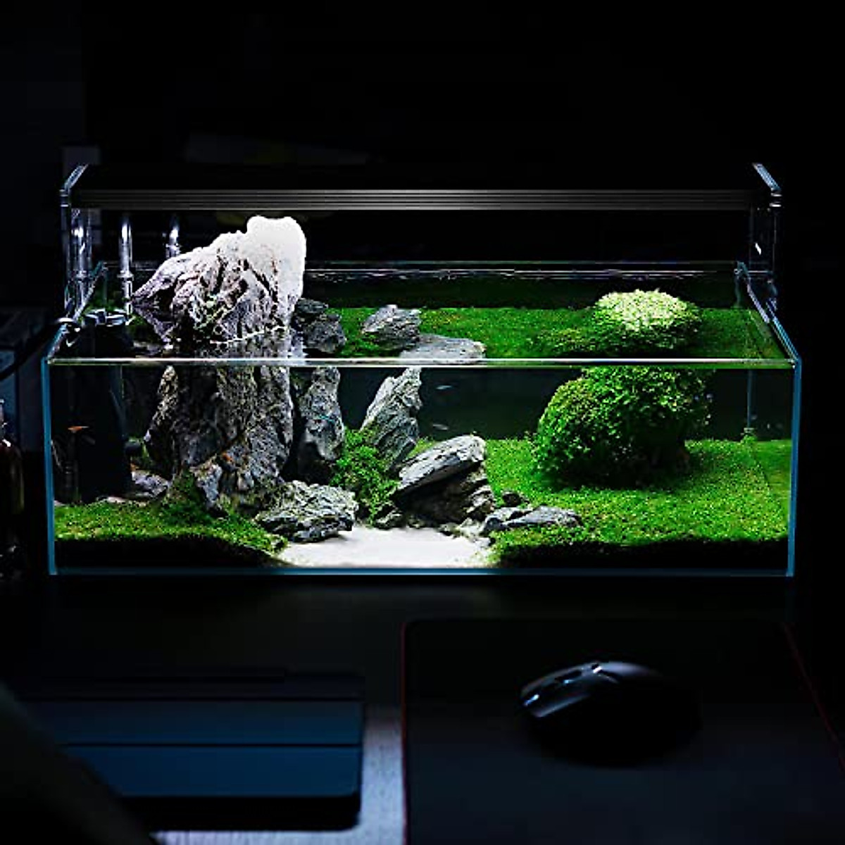 SubstrateSource Dwarf Baby Tears Hemianthus Callitrichoides Live Aquarium Plant Tissue Culture Cup - 100% Snail Free in Vitro (Dwarf Baby Tears)