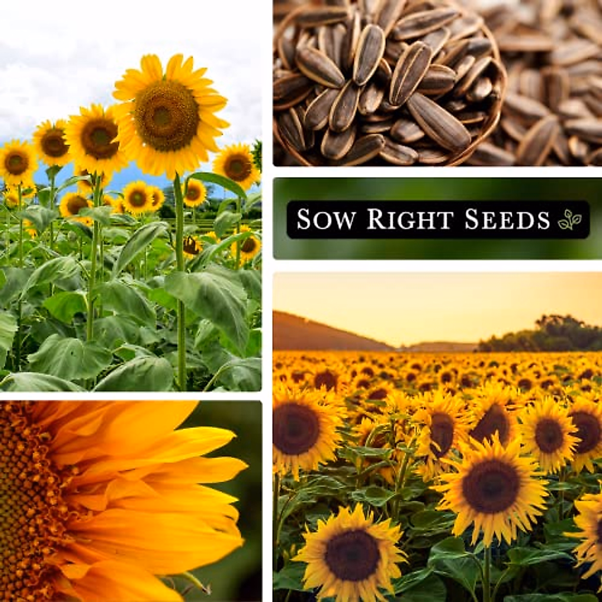 Sow Right Seeds - Mammoth Sunflower Seeds for Planting - Grow Giant Grey Stripe Sun Flowers in Your Garden - Non-GMO Heirloom Seeds with Full Instructions for Planting Bright Sunflowers at Home (3)