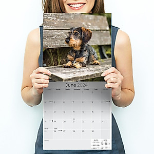 2023 2024 Wirehaired Dachshund Calendar - Dog Breed Monthly Wall Calendar - 12 x 24 Open - Thick No-Bleed Paper - Giftable - Academic Teacher's Planner Calendar Organizing & Planning - Made in USA