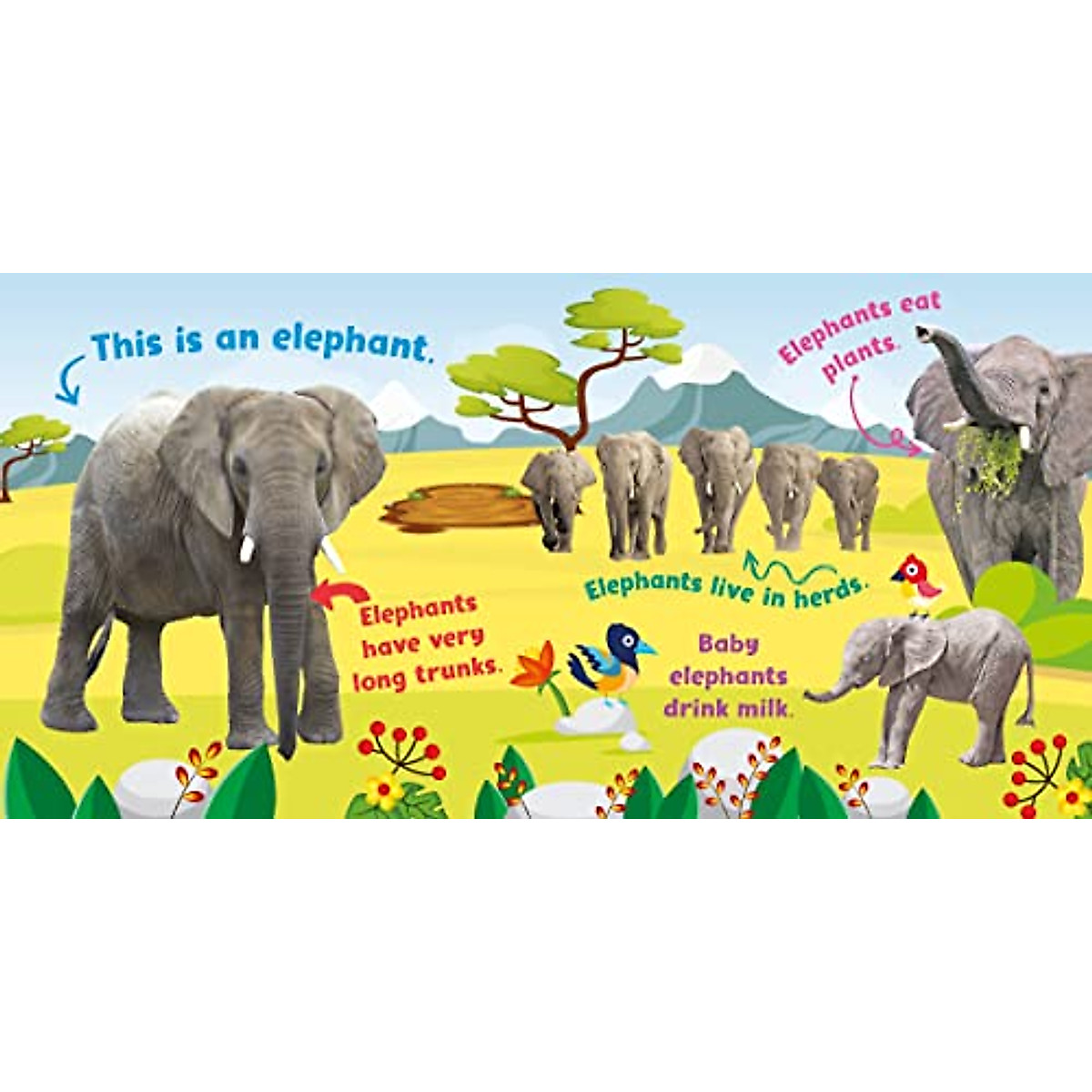 First Animal Facts: Safari-5 Button Animal Sounds Book