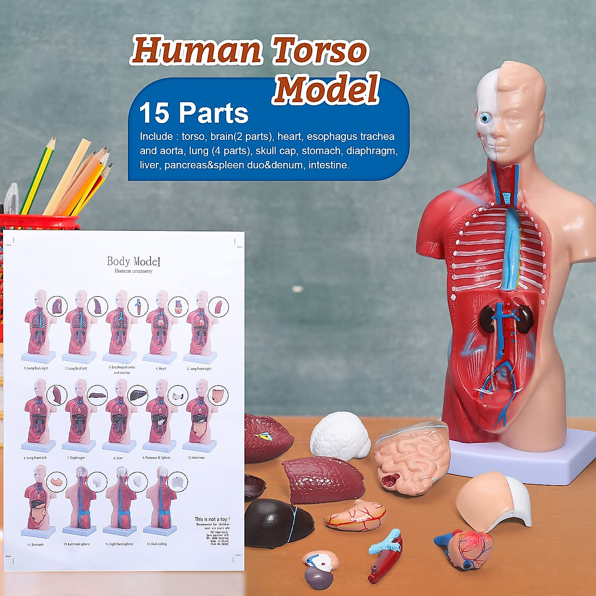 faruijie Human Anatomy Torso Model 10.5 Inch Anatomical Assembly Model of Human Organs 14 PCS Removable Organs School Medical Education Display with Detailed Installation Manual