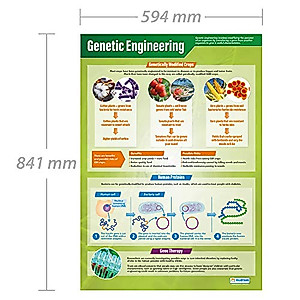 Daydream Education Genetic Engineering | Science Posters | Laminated Gloss Paper measuring 33” x 23.5” | STEM Charts for the Classroom | Education Charts