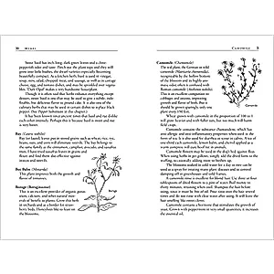 Carrots Love Tomatoes: Secrets of Companion Planting for Successful Gardening