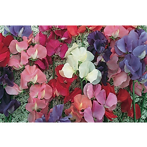 Burpee Eckfords Finest Mix Sweet Pea Seeds 50 seeds