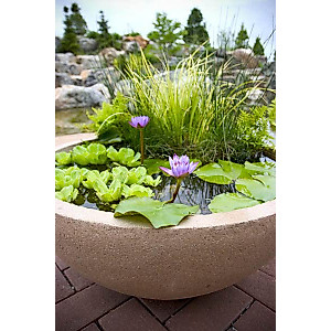 5 Premium Water Lettuce - Easy Live Floating Pond Plants for Water Gardens and Aquariums