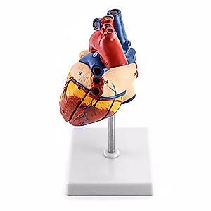 QWORK Human Heart Model, Anatomically Accurate Numbered 2-Part Life Size Heart Medical Model with 34 Anatomical Structures, Held Together with Magnets on Base