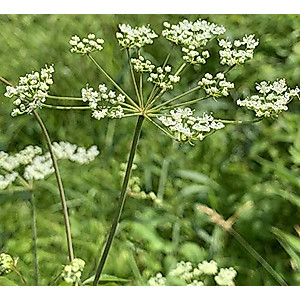 Queen Anne's Lace- 200 Seeds - 50 % off sale