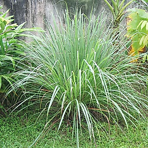 YEGAOL Garden 125Pcs Lemongrass Seeds Cymbopogon Citratus Edible Ornamental Cooking Fast-Growing Fragrant Drought Tolerant Perennial Annual Potted Patio Border Garden Plant Herb Seeds