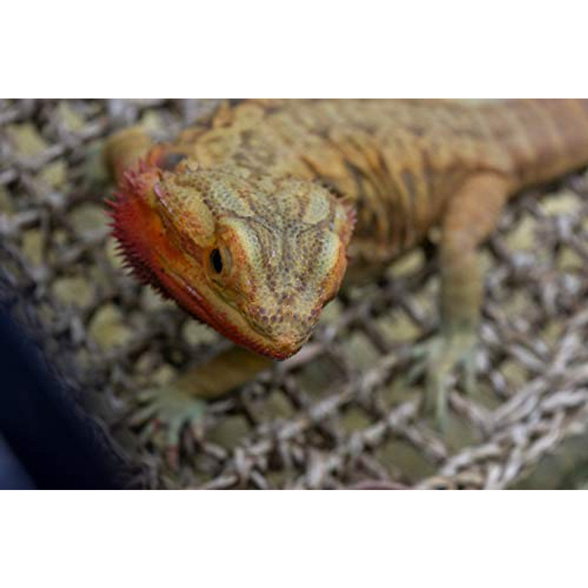 PENN-PLAX Reptology Lizard Lounger Corner Triangle – 100% Natural Seagrass Fiber – Great for Bearded Dragons, Anoles, Geckos, Iguanas, and Other Reptiles – Small