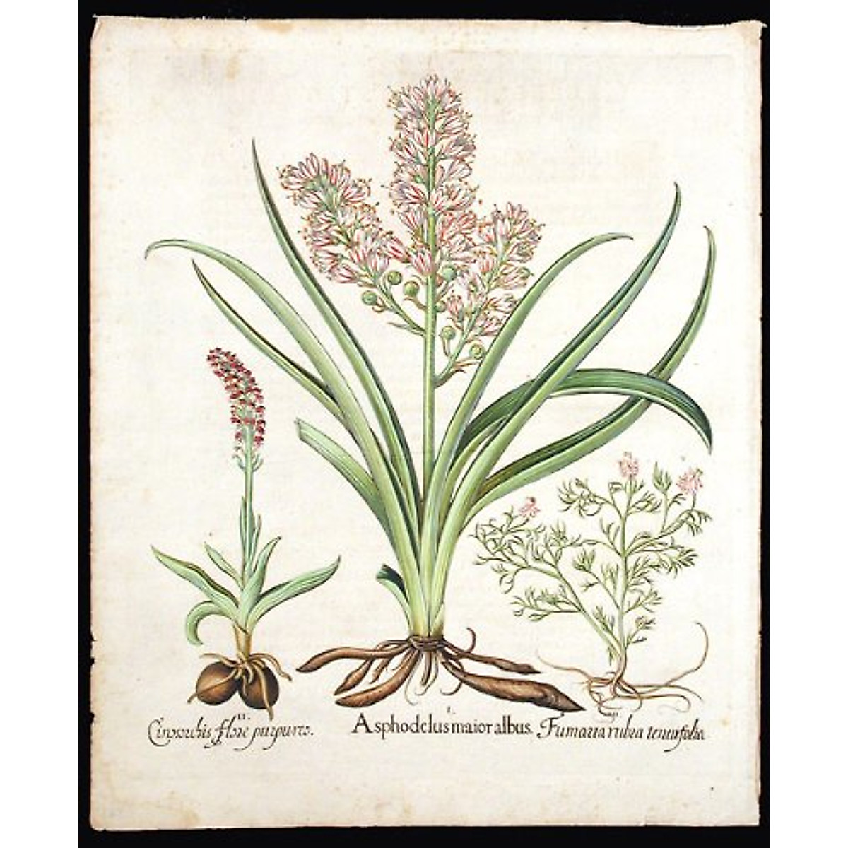 [Asphodel] Asphodelus maior albus; [Spotted orchid] Cinosorchis flore purpureo; [Spiked fumitroy] Fumarra rubra tenuifolia