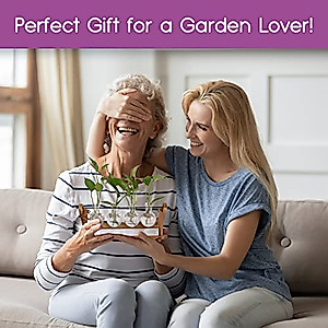 Plant Propagation Station Terrarium with Wooden Stand – Plant Terrarium Stand with 4 Glass Planters for Indoor Plants – Air Plant Holder for House Plants, Home and Office Decor