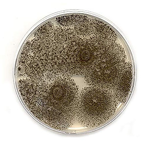 EZ BioResearch Malt Extract Agar (MEA) Plates for Mushroom Cultivation (10 Prepoured Agar Plates)